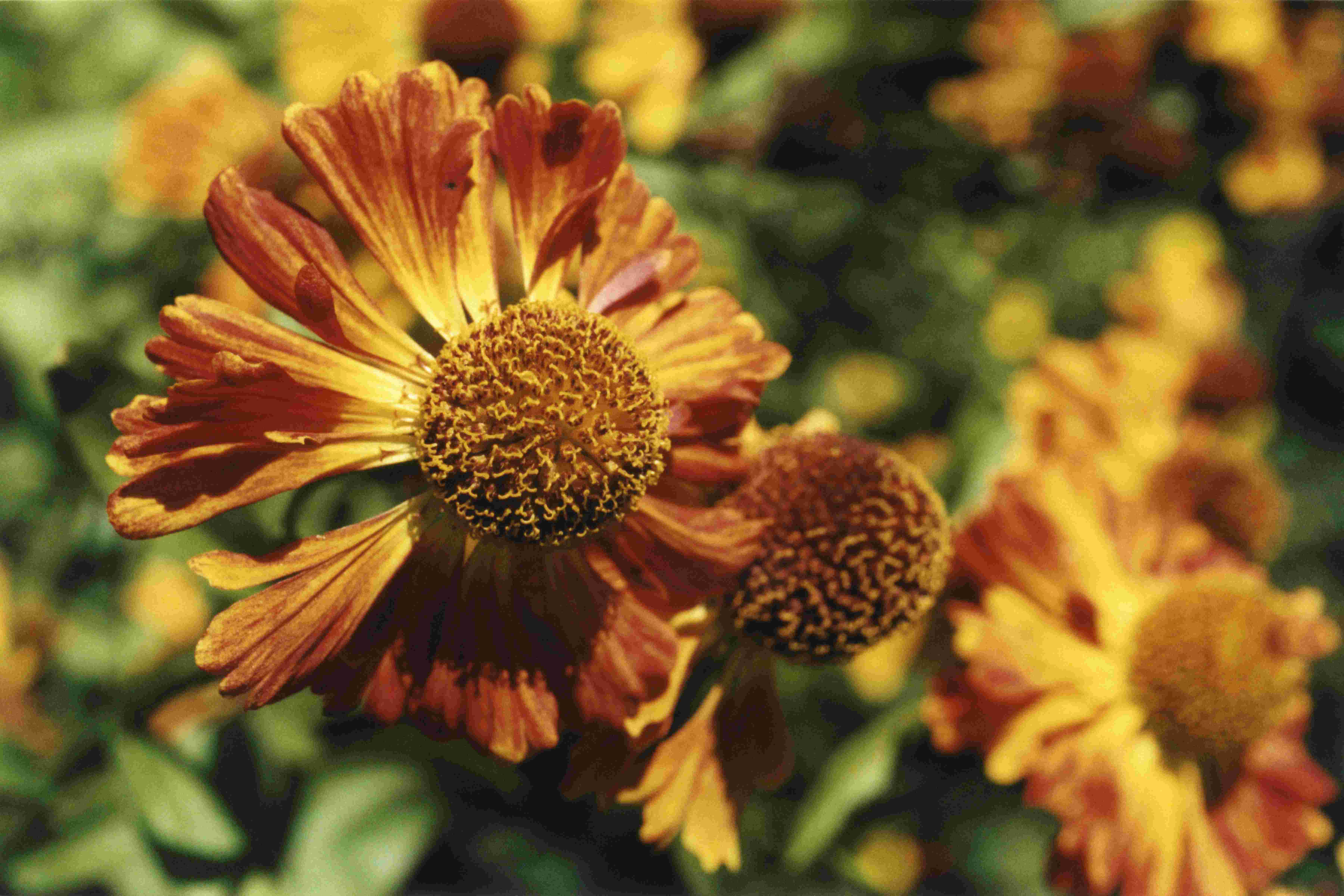 Latitude Run® Flora Splash | Wayfair