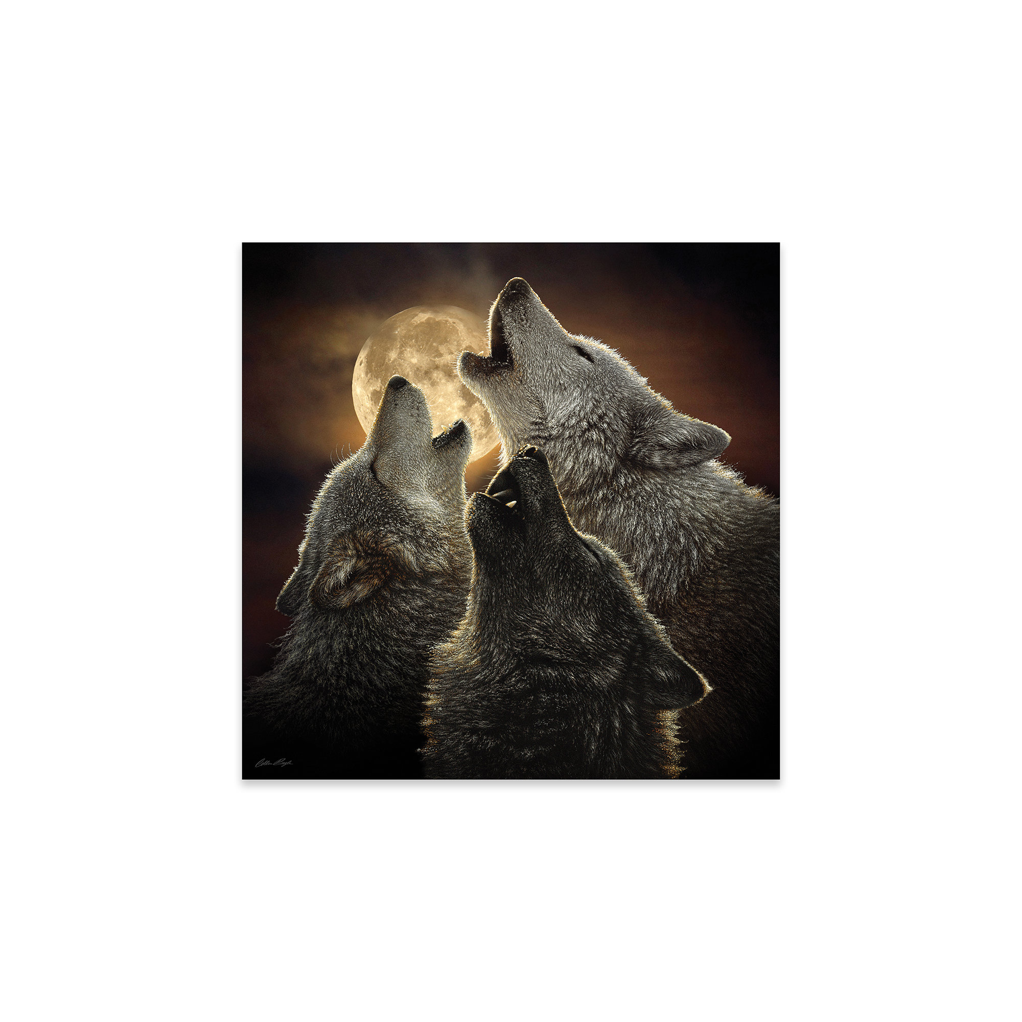 Millwood Pines Wolf Trinity, Square On Plastic / Acrylic by Collin ...