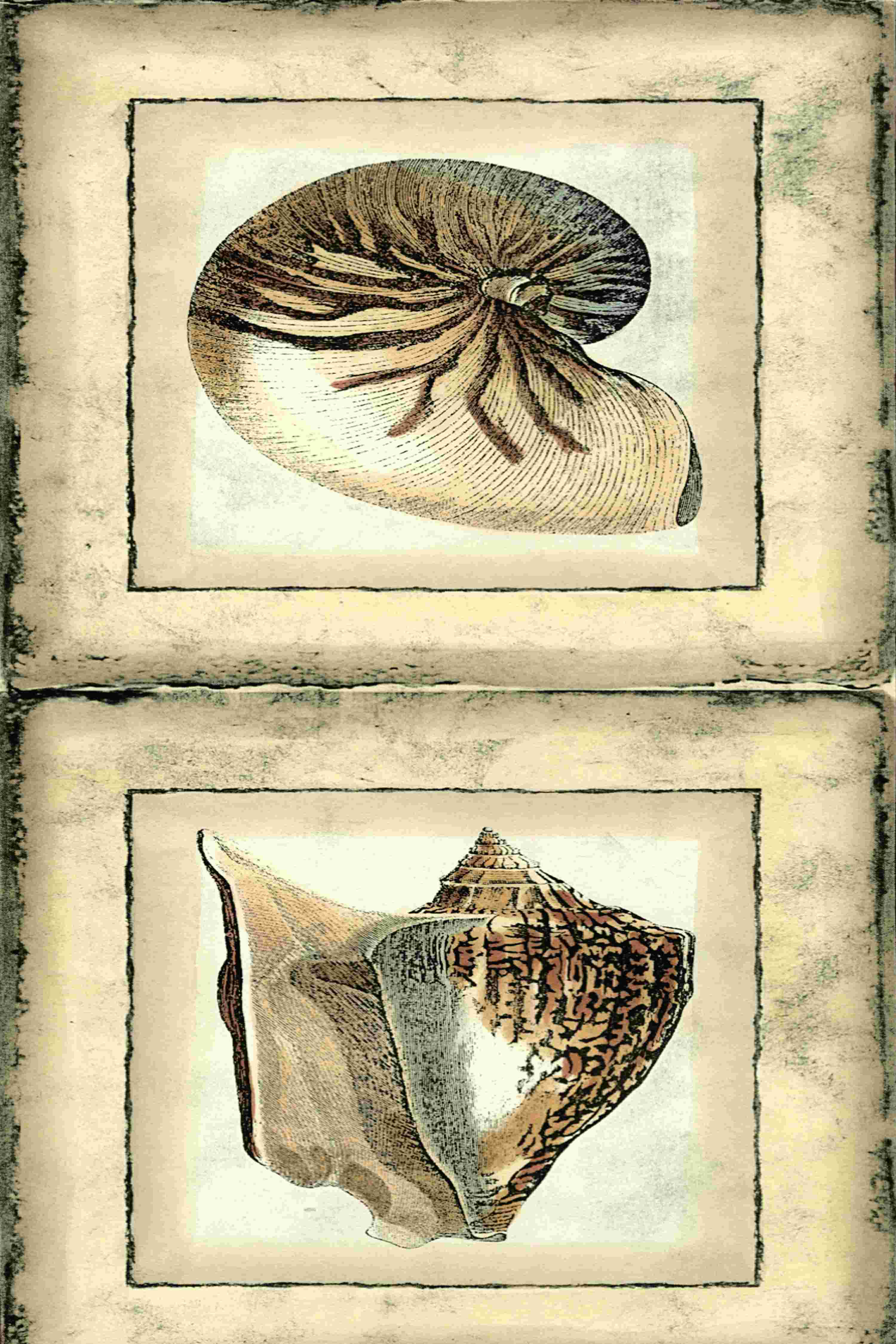 Rosecliff Heights " Mini Rustic Shell Panel II (ST) " by Vision Studio ...