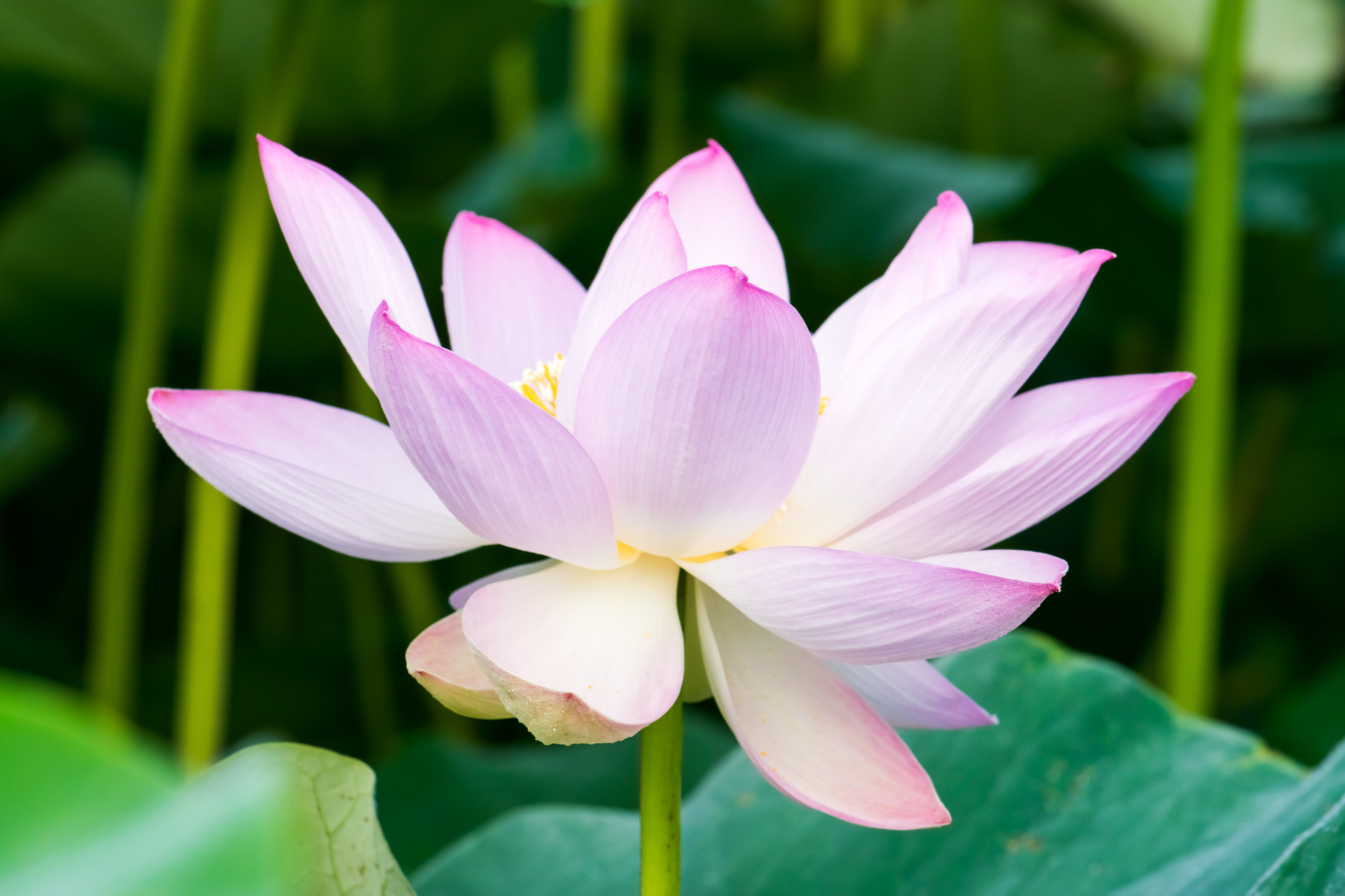 Hokku Designs Chasey Lotus Flower by Shihina - Wrapped Canvas ...