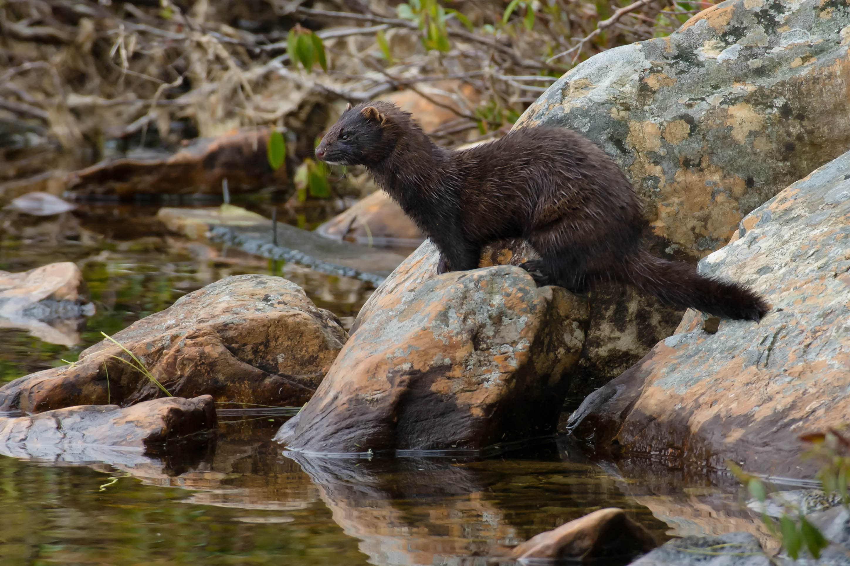Ebern Designs American Mink - Wayfair Canada