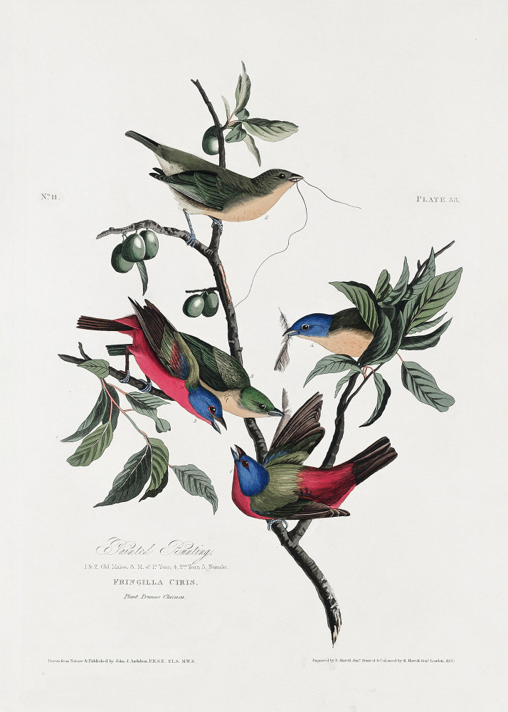 Lark Manor Painted Finch From Birds of America (1827) | Wayfair.co.uk