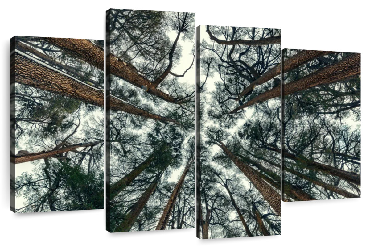 Lark Manor Harnek Pine Trees In Lebanon - Wayfair Canada