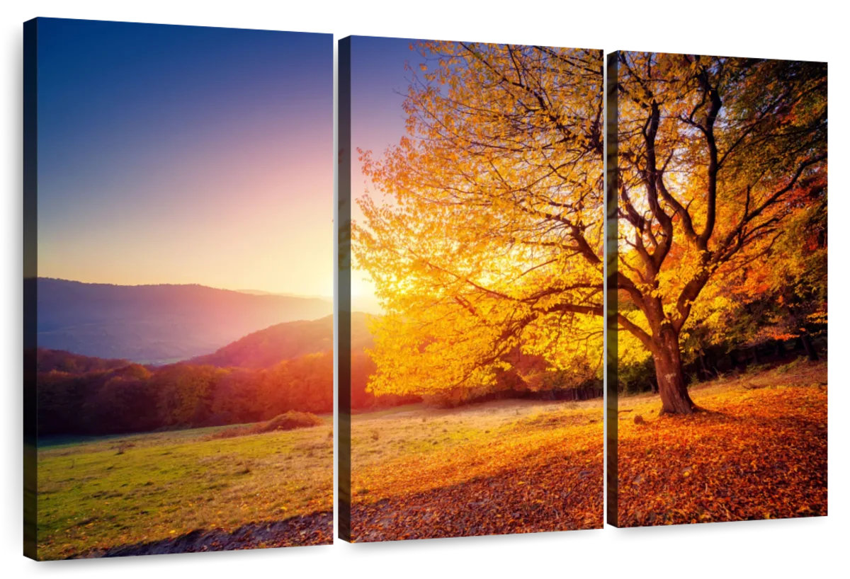 Elephant Stock Hillside Beech Tree - Wayfair Canada