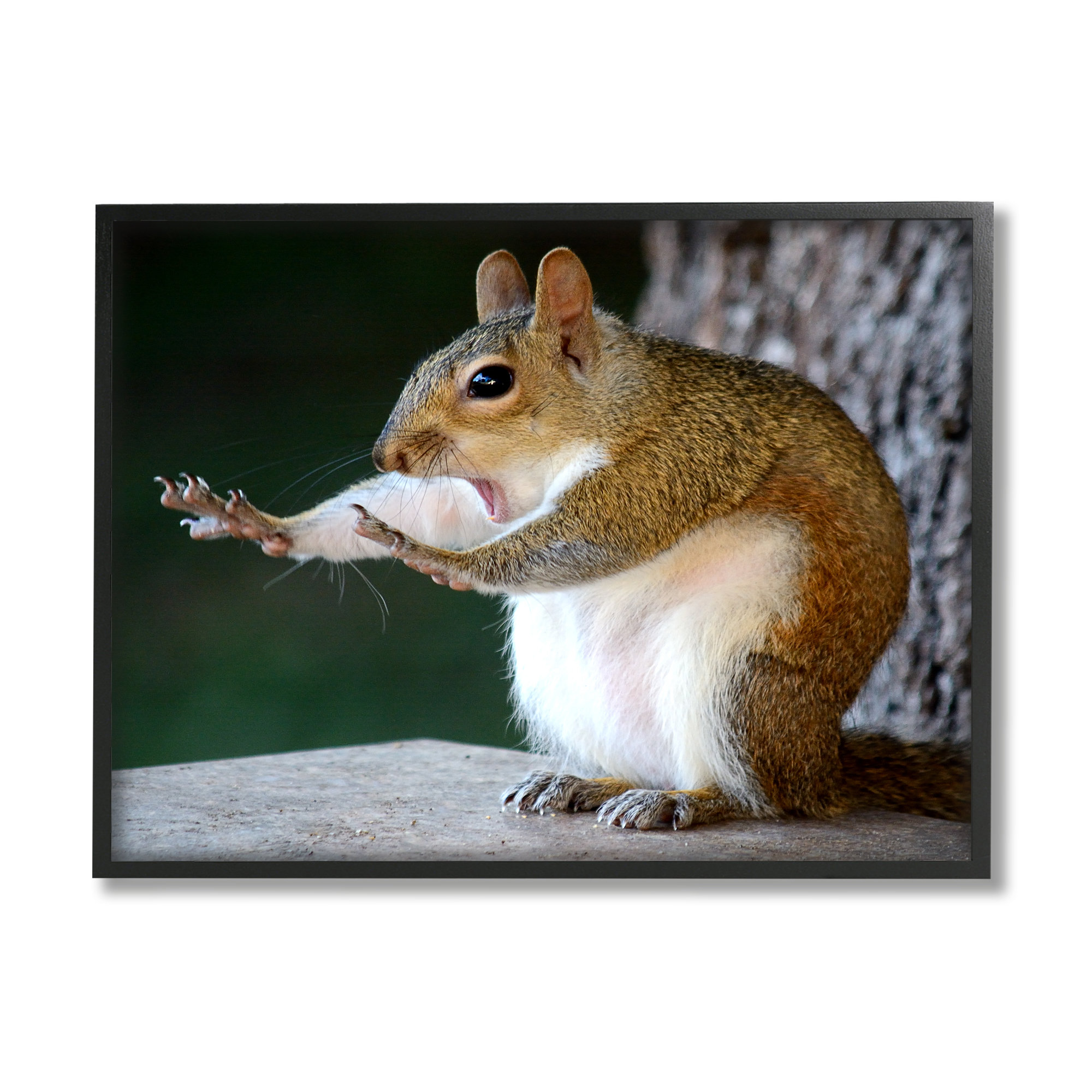 Stupell Industries Funny Shocked Pose Squirrel Framed Giclee Art by ...