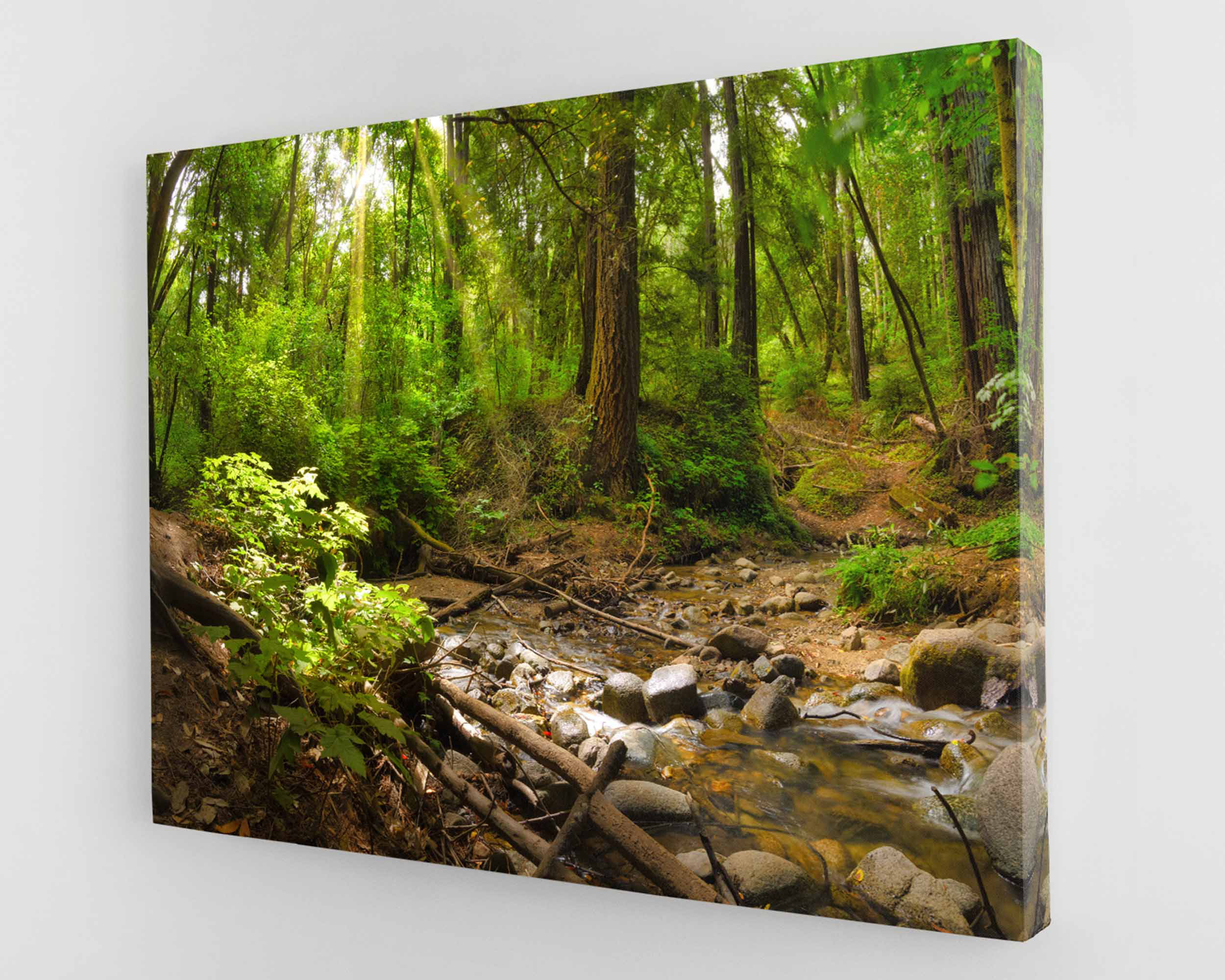 See Life Inspiration Redwood Woodlands Photograph by Jamie Lee Peterson ...