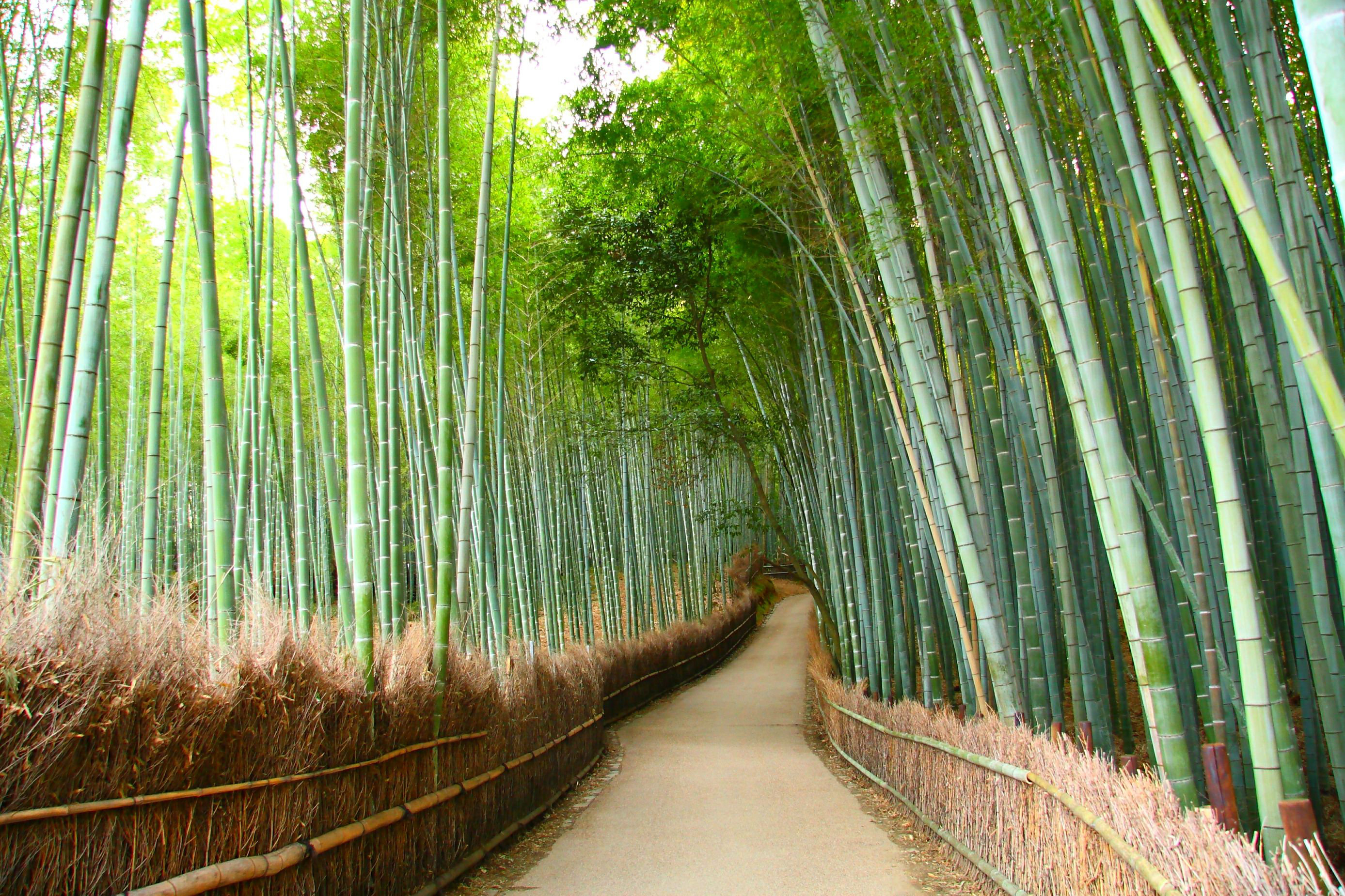 Bay Isle Home™ Bamboo Forest by Rudiuks - Wrapped Canvas Photograph ...