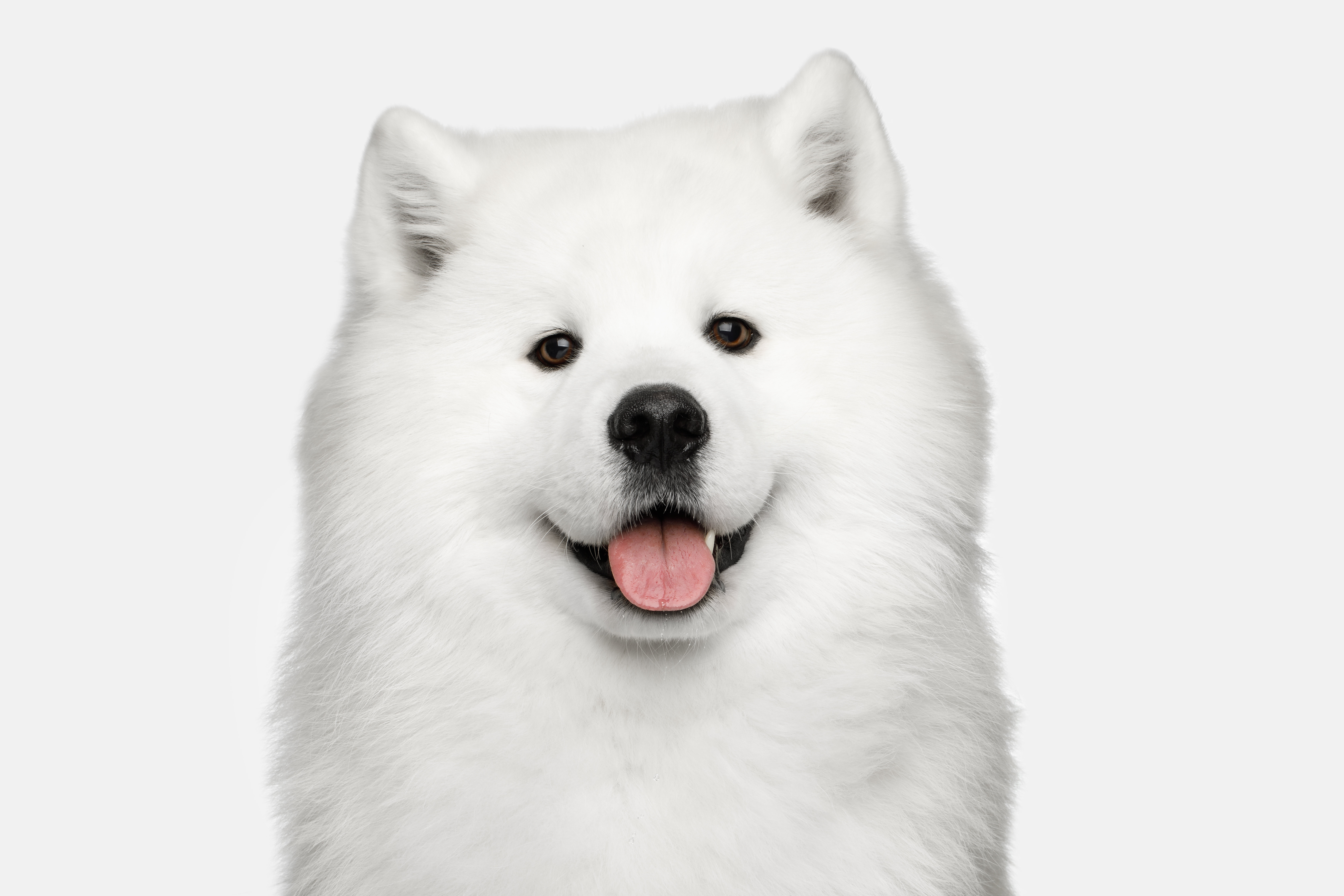 Ebern Designs Oni Samoyed Dog Isolated On White Background by Seregraff ...