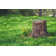 17 Stories Tree Trunk Stump by Laura Drake - Wrapped Canvas Photograph ...