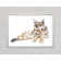 Bright Star Lynx Laying Down - Single Picture Frame Art Prints on ...