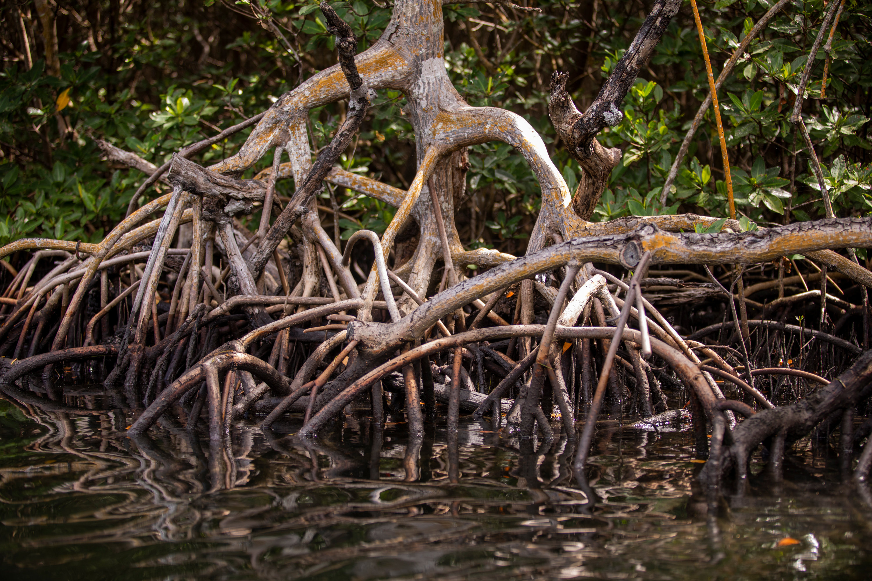 Millwood Pines Kusiak Mangrove Roots On Canvas by Aaron Matheson Print ...