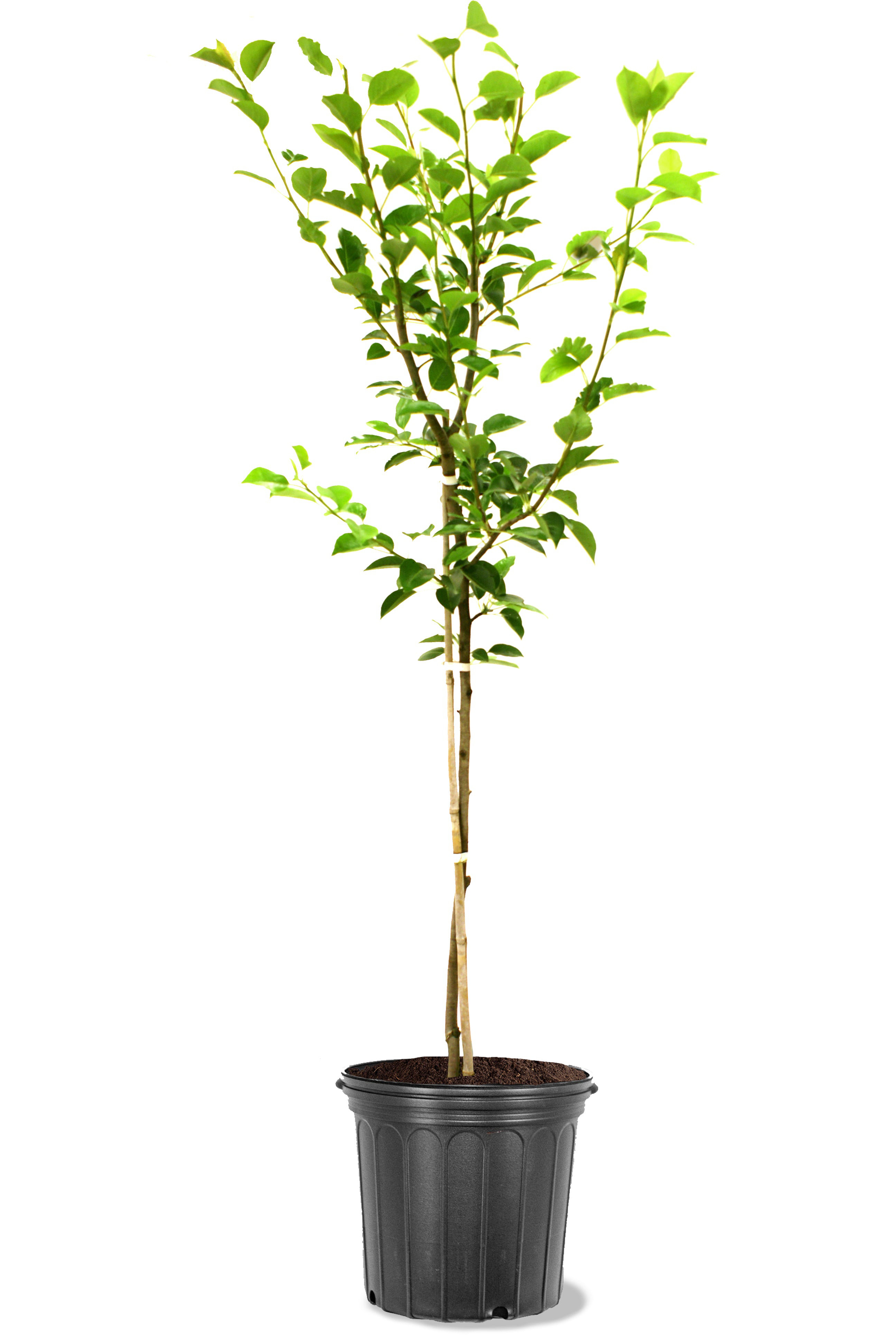 American Plant Exchange Live Fruit Tree Bartlett Pear Outdoor Landscape ...