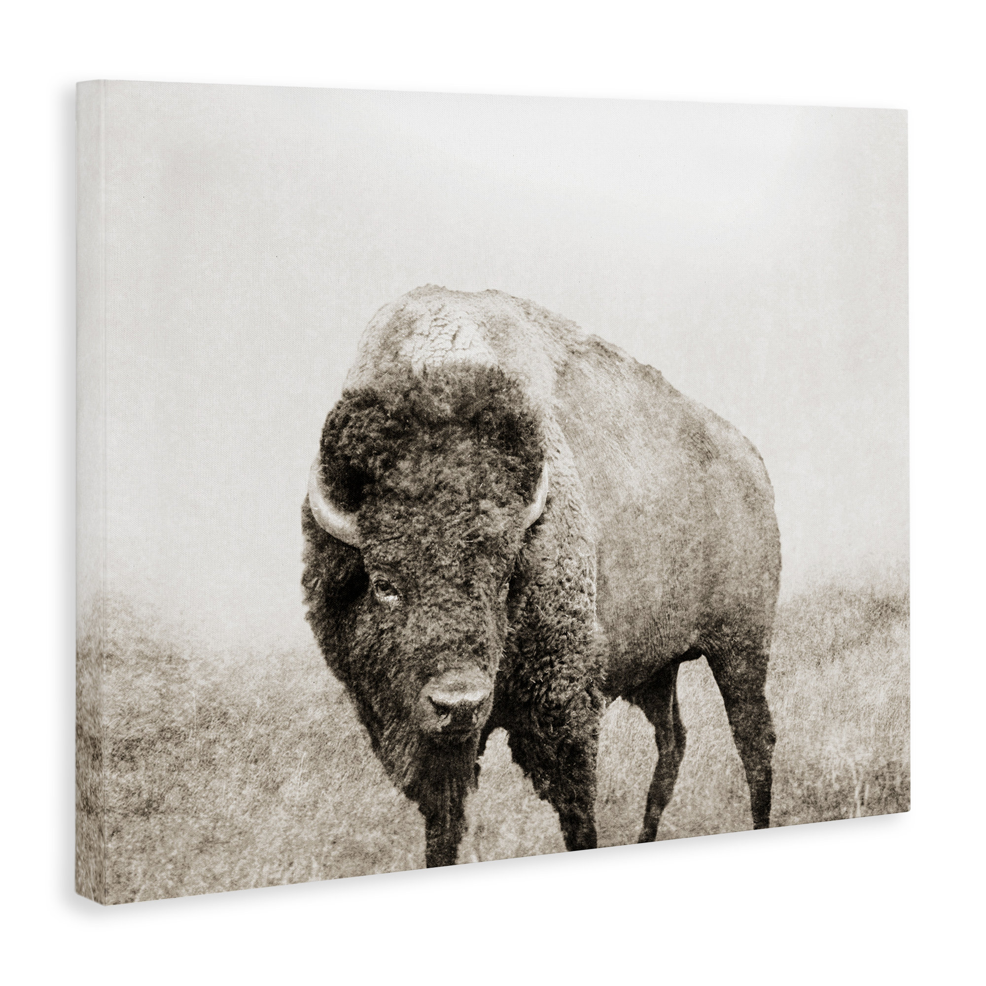 Union Rustic Bison Distressed Portrait Canvas Wall Art by Dan Meneely ...