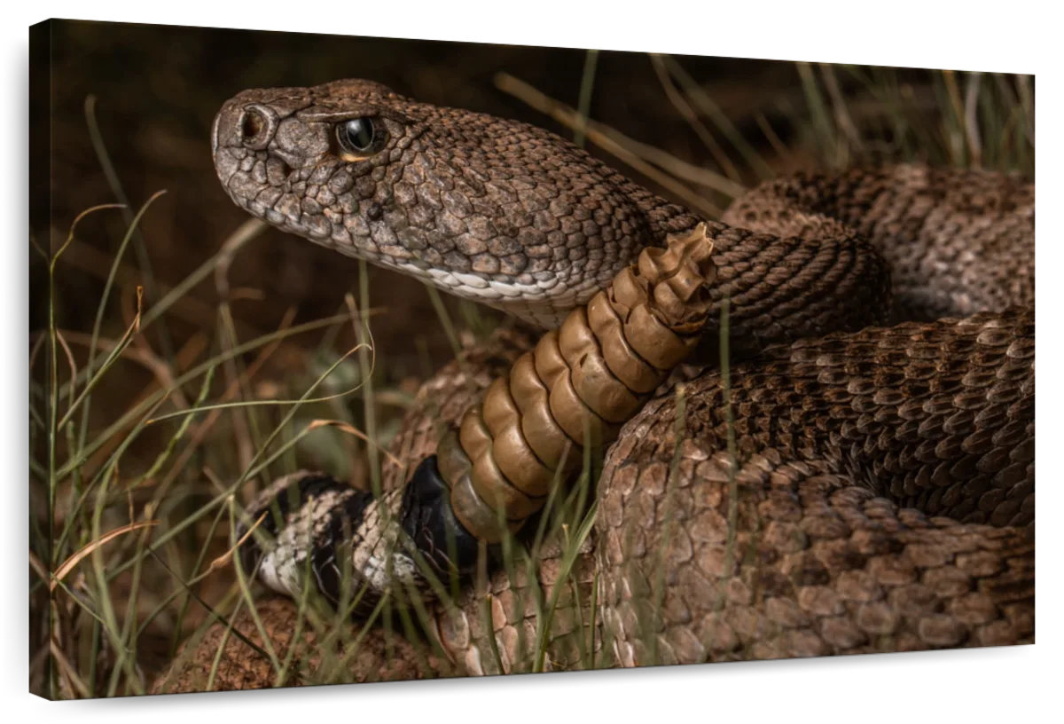 Ebern Designs Diamondback Rattlesnake | Wayfair