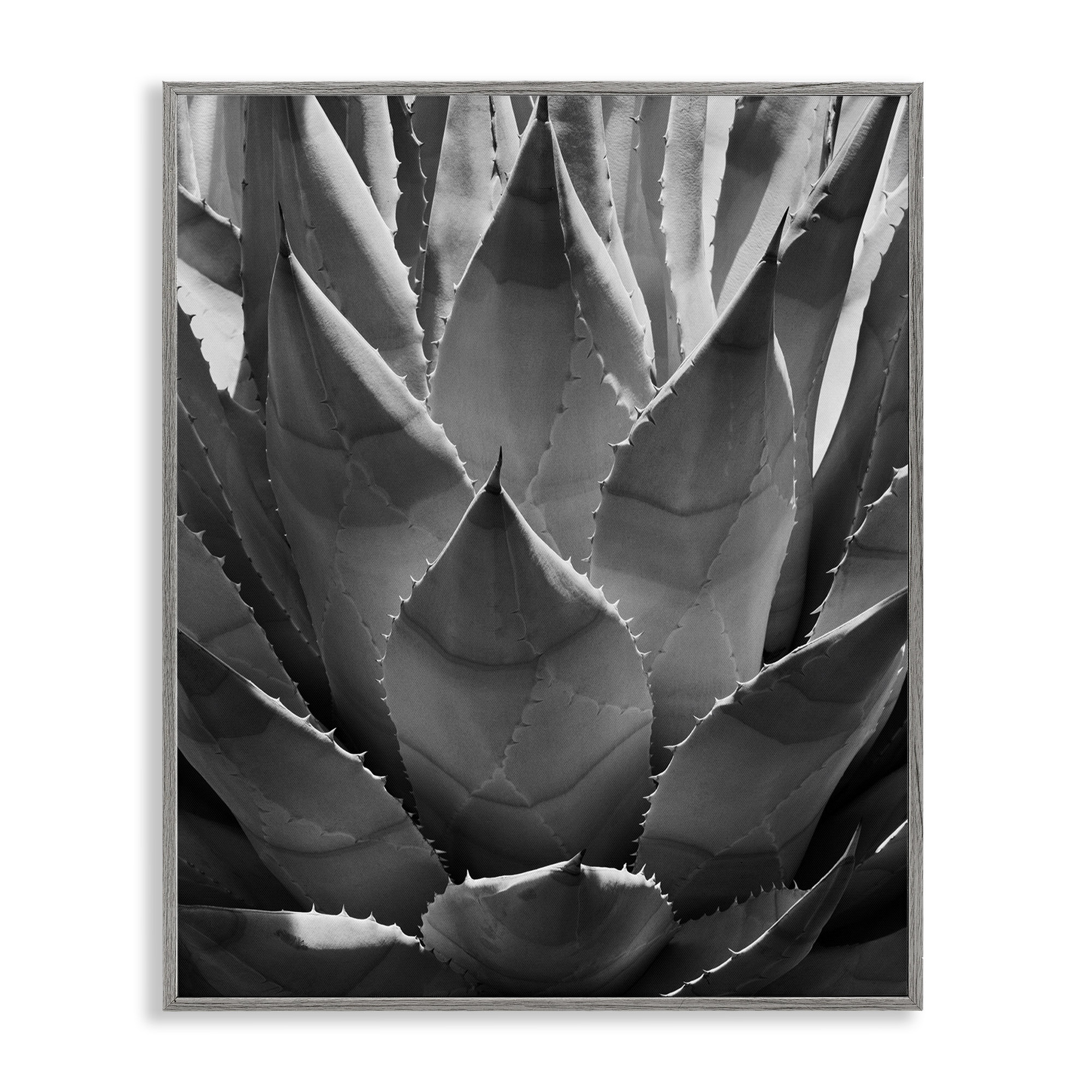 Dakota Fields Desert Plant Detail Art by Chip Forelli bg-126 | Wayfair