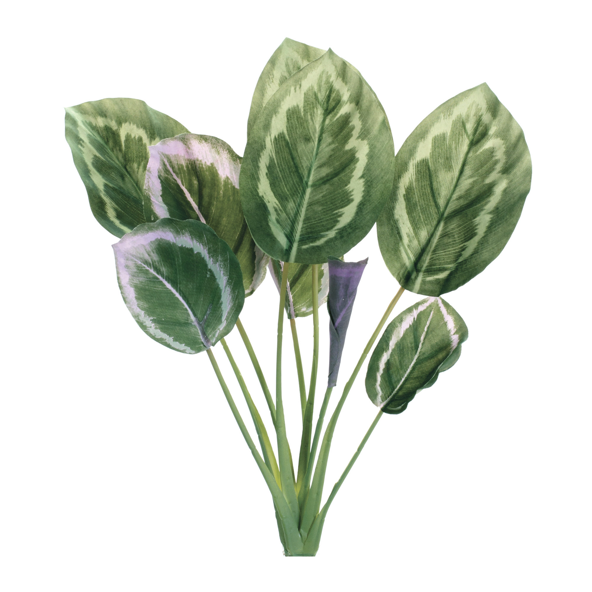 Primrue Prayer Plant Foliage Bush (Set of 6) | Wayfair