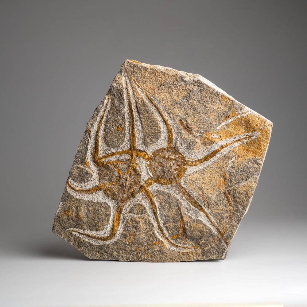 Astro Gallery of Gems Genuine Ophiuroidea Brittle Star Fossil (1.4 Lbs ...