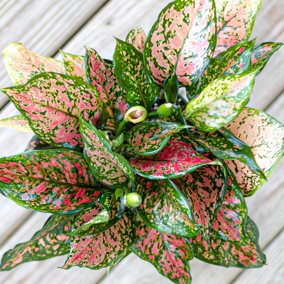 United Nursery Live Chinese Evergreen Plant Aglaonema Ruby Ray Indoor ...