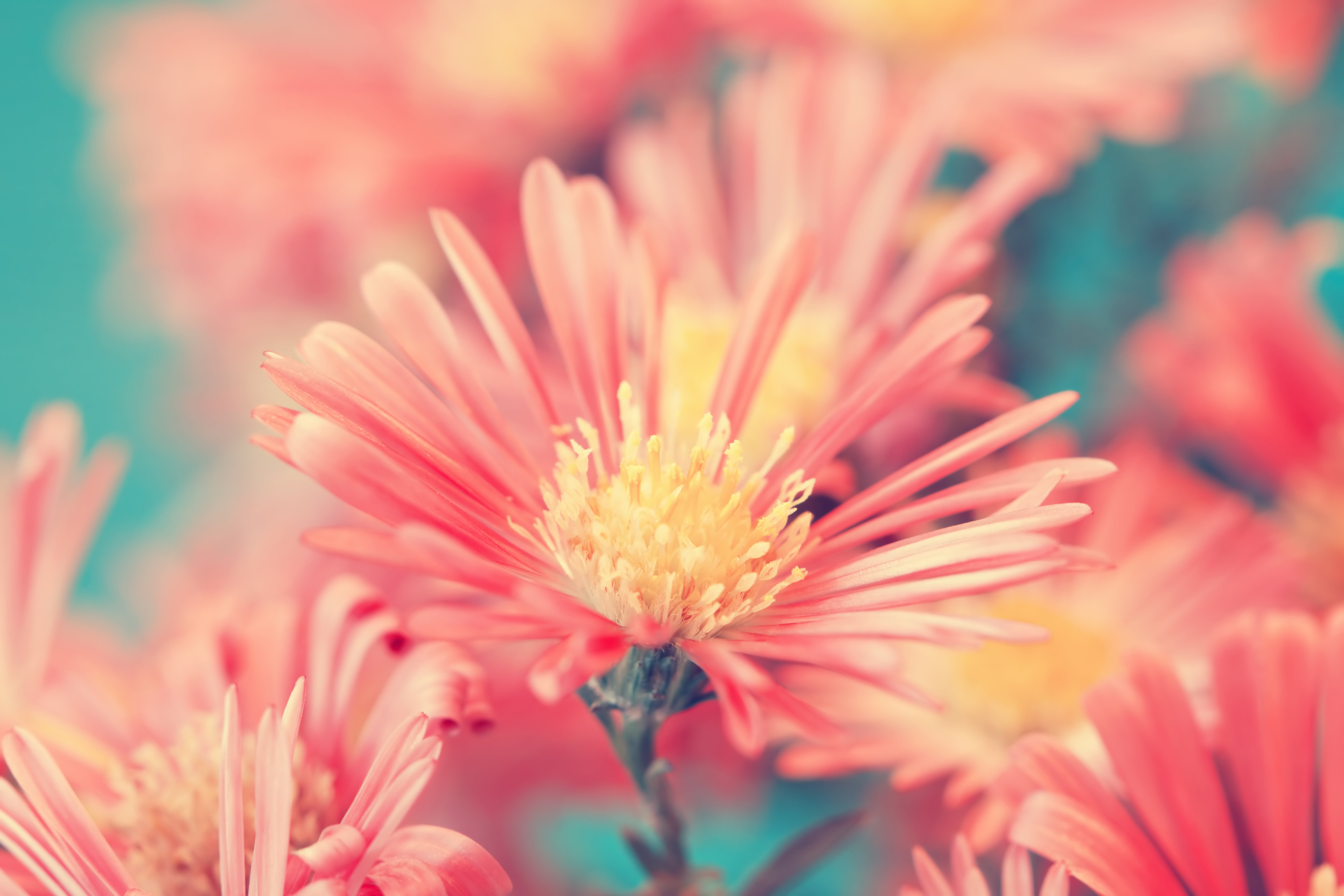 Hokku Designs Red Asters - Wayfair Canada