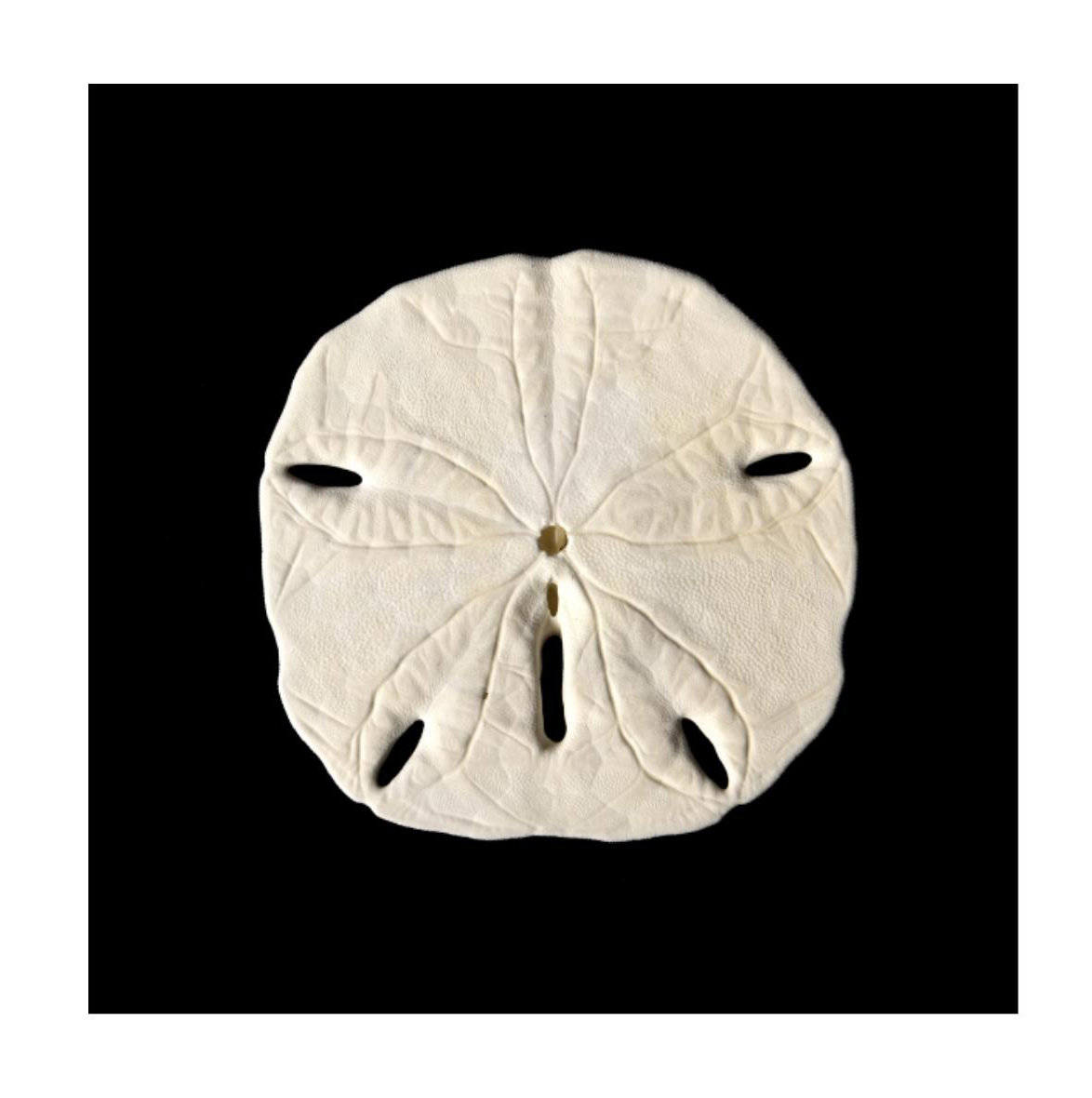 Chelsea Art Studio Mari Urasawa Sea Life II by Mari Urasawa Print | Wayfair