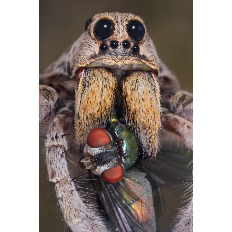 Hokku Designs Clae " Wolf Spider " by Cathykeifer Print on Canvas | Wayfair