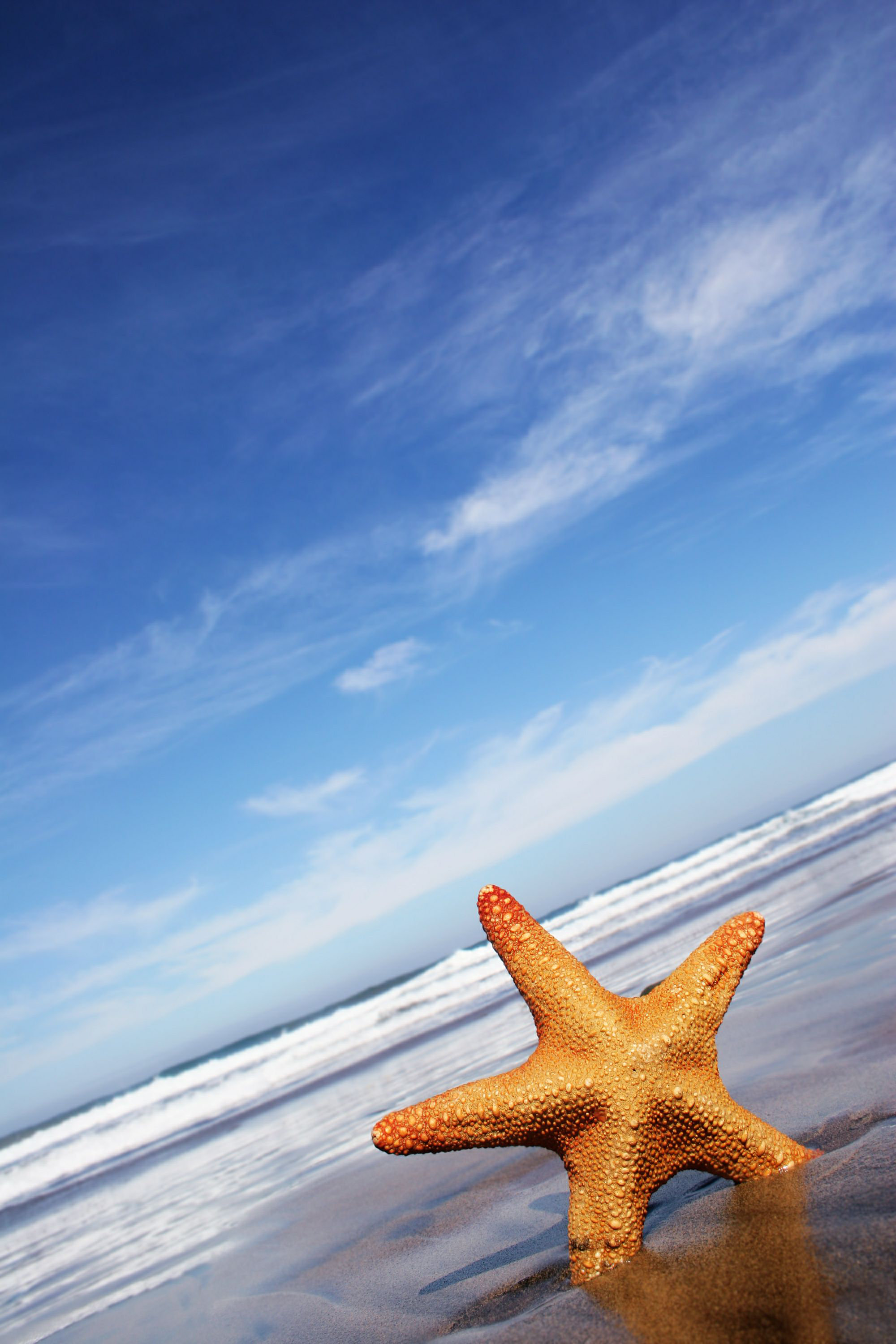 Highland Dunes Starfish Om Sandy Beach - Wrapped Canvas Photograph ...