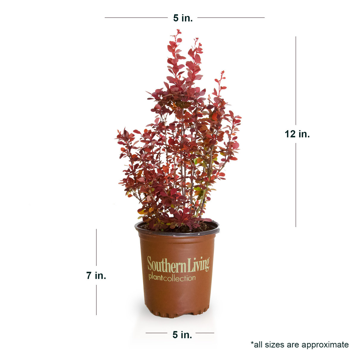 Southern Living Plant Collection 2.5 Qt. Orange Rocket Barberry ...