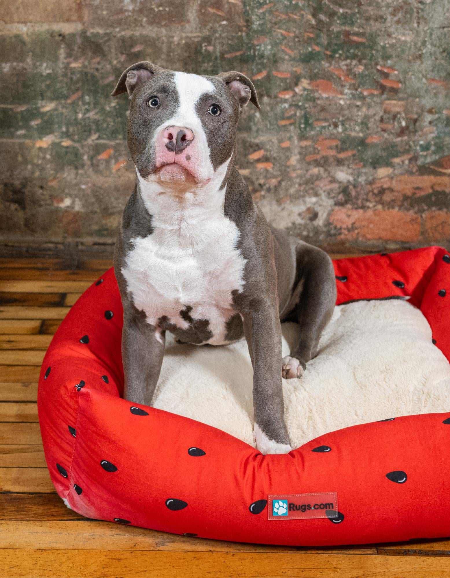 Rugs.com Tapis pour lit de qualité supérieure Rugs.com et Commentaires ...