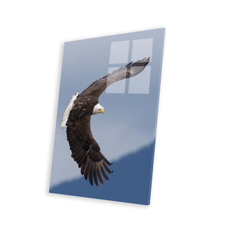 Millwood Pines Bald Eagle Flying IV by Ken Archer | Wayfair