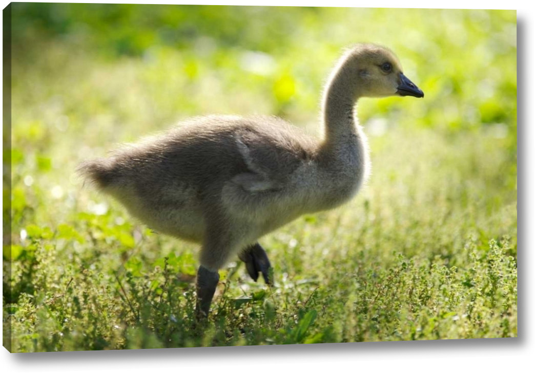 Ebern Designs 'California, San Diego, Lakeside Canada Gosling ...