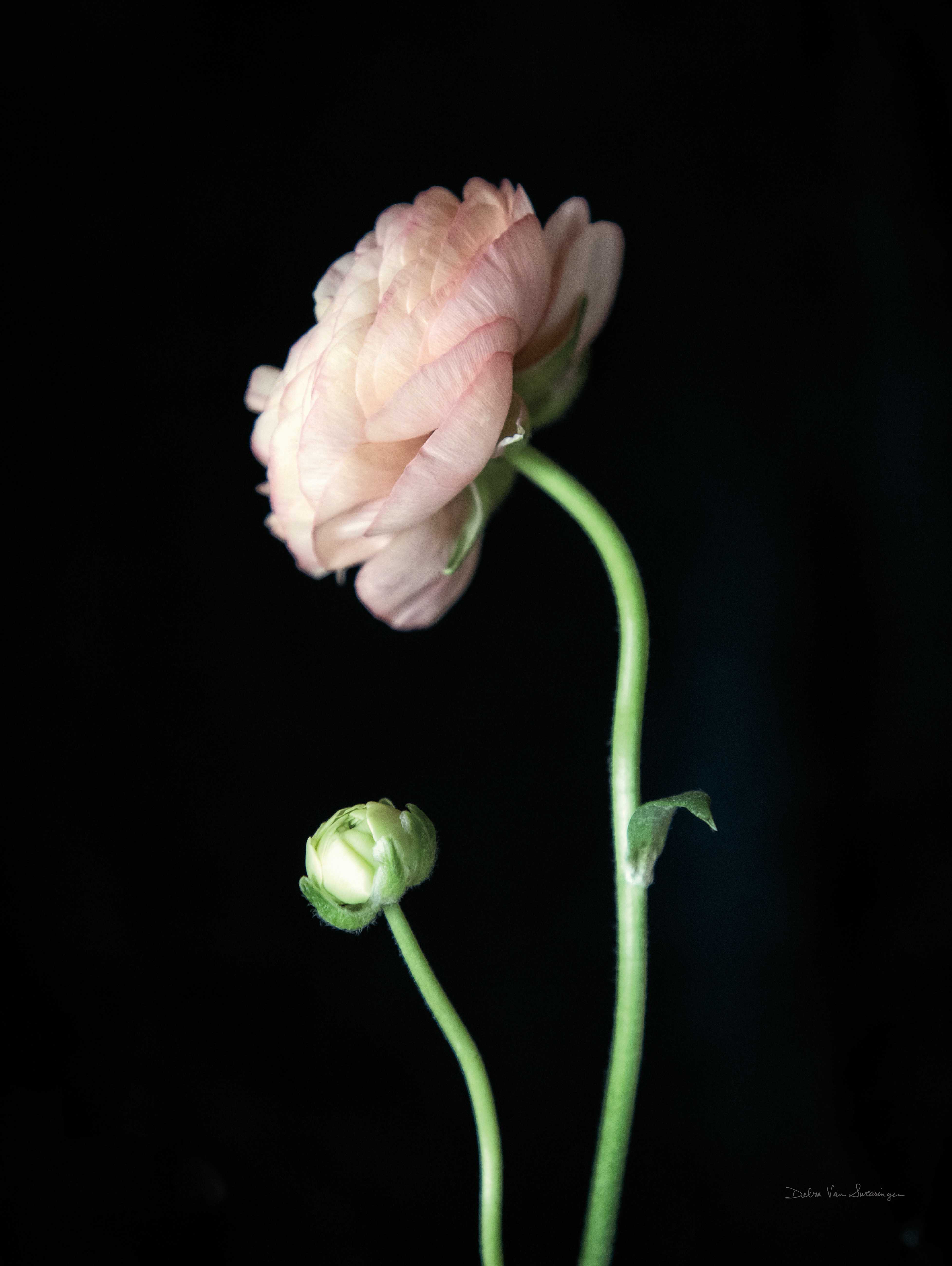 Wildon Home® Washta Single Ranunculus II On Canvas by Debra Van ...
