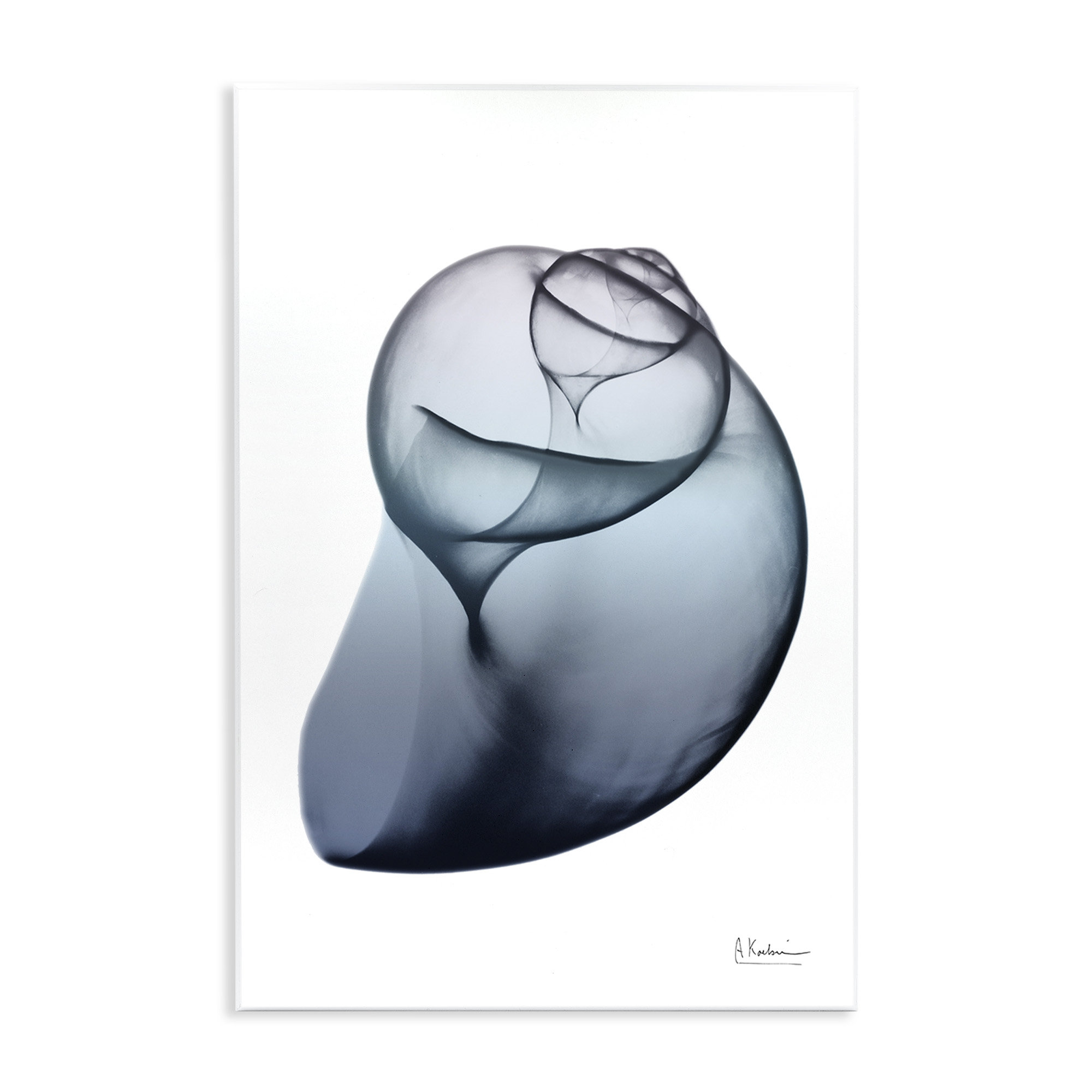 Stupell Industries Contemporary Snail Shell On MDF by Albert Koetsier ...