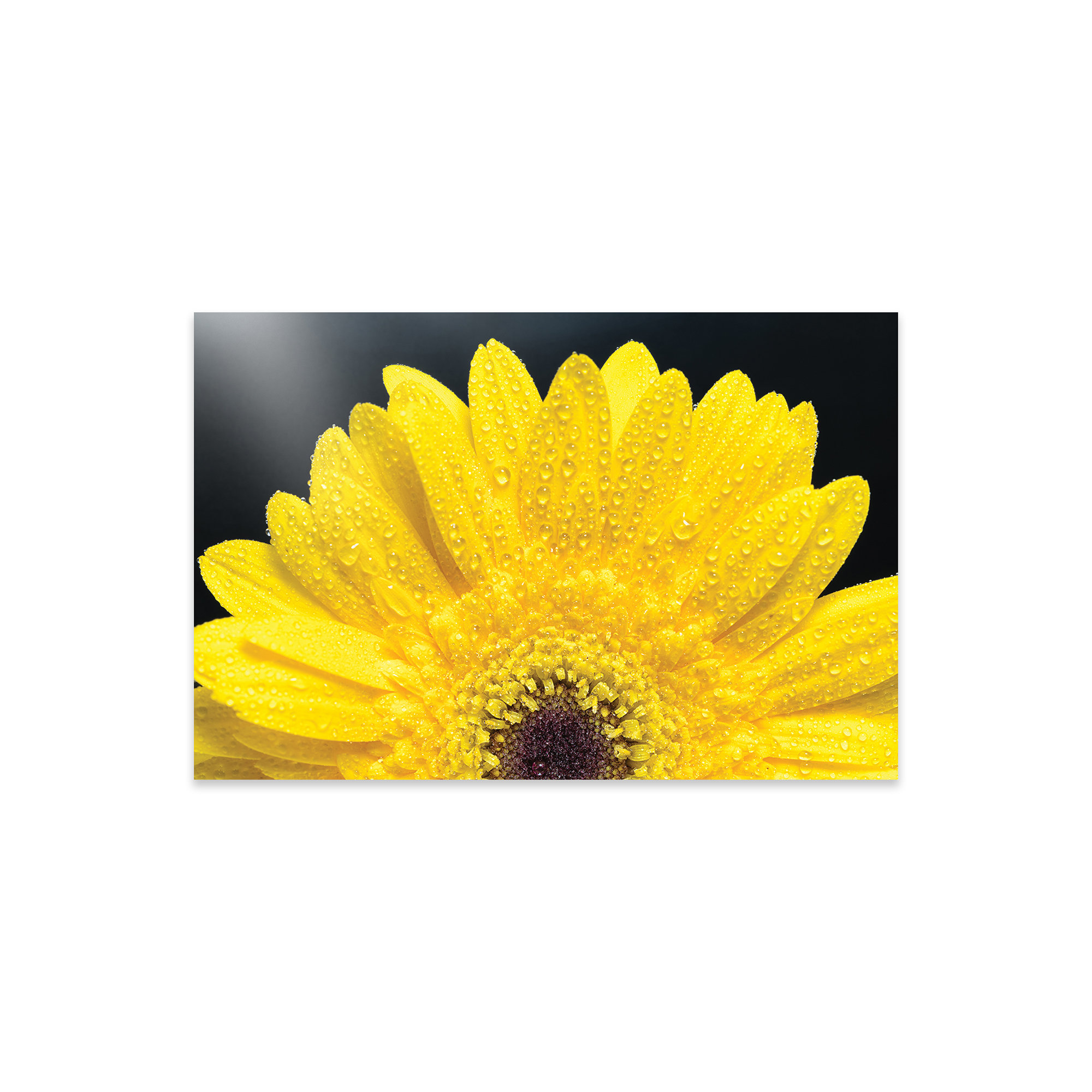 Gracie Oaks Yellow Gerber Daisy On Plastic / Acrylic by Glauco ...