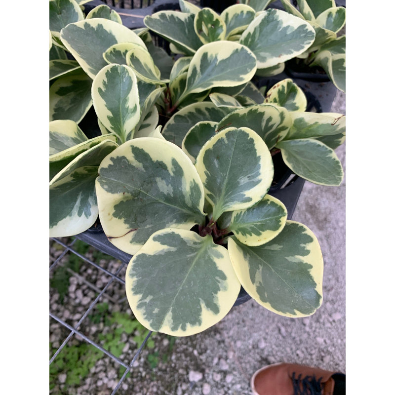 Florida House Plants Variegated Spoonleaf Marble Rubber Peperomia | Wayfair