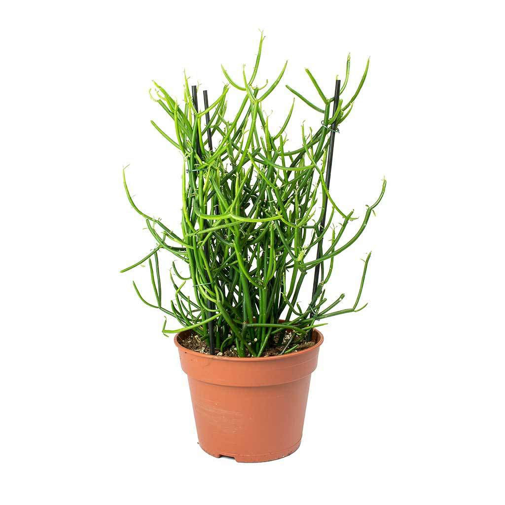 Wekiva Foliage LLC Firesticks Pencil Cactus - Live Plant in a 2 Inch ...