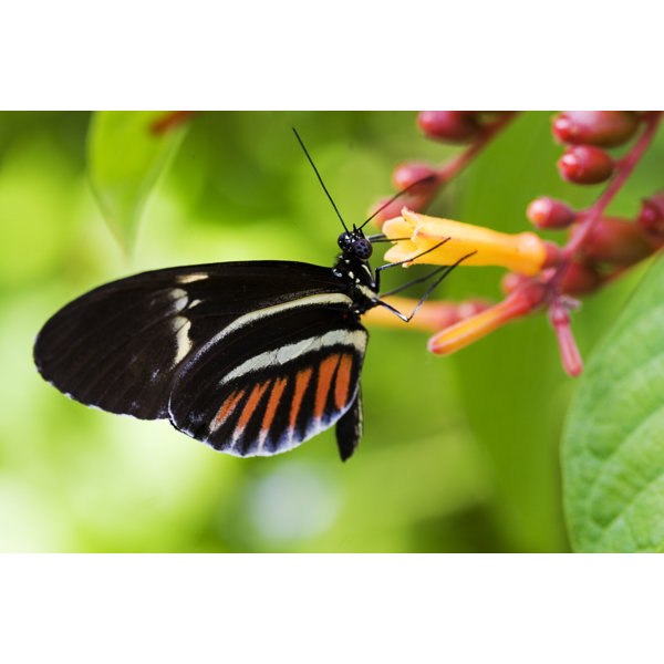 Brambly Cottage Jimeny Piano Key Butterfly - Wrapped Canvas Print ...