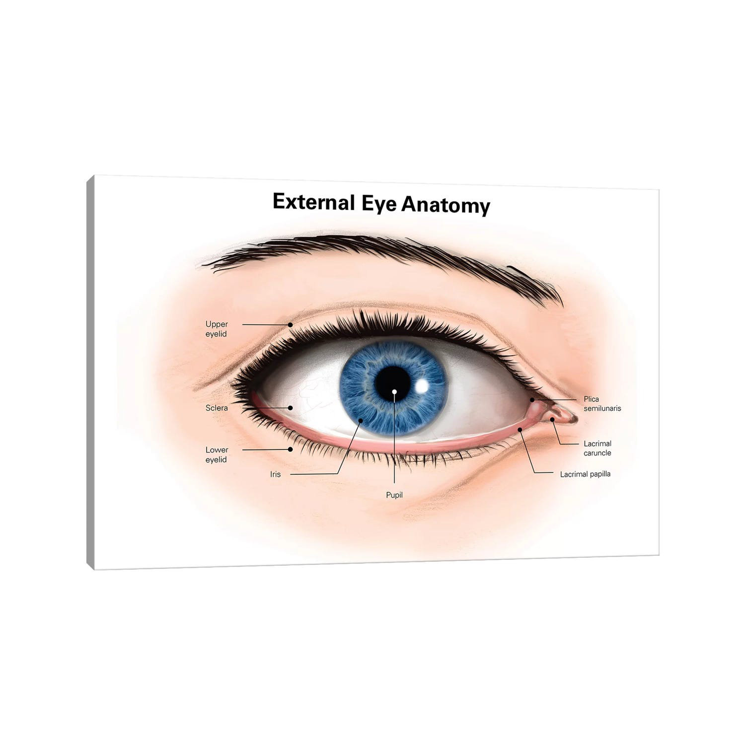 East Urban Home External Anatomy of the Human Eye with Labels by Alan ...