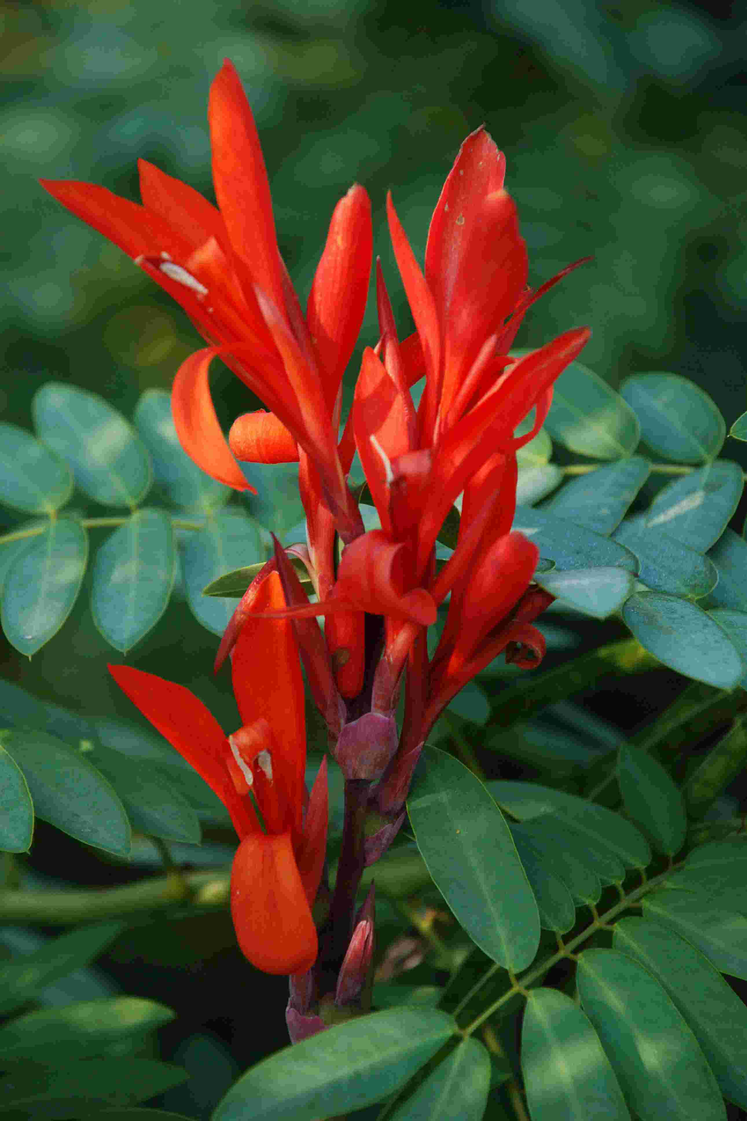 Winston Porter Orange Spiky Flower Photography 2 | Wayfair