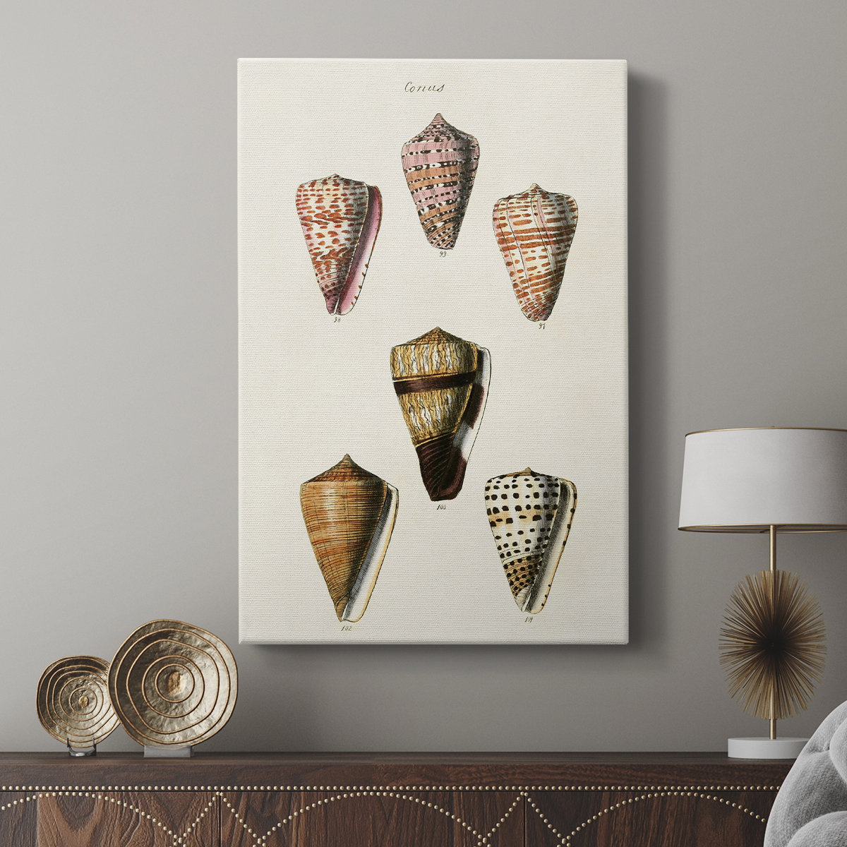 Dovecove Cone Shell Collection IV -Gallery Wrapped Cavas | Wayfair