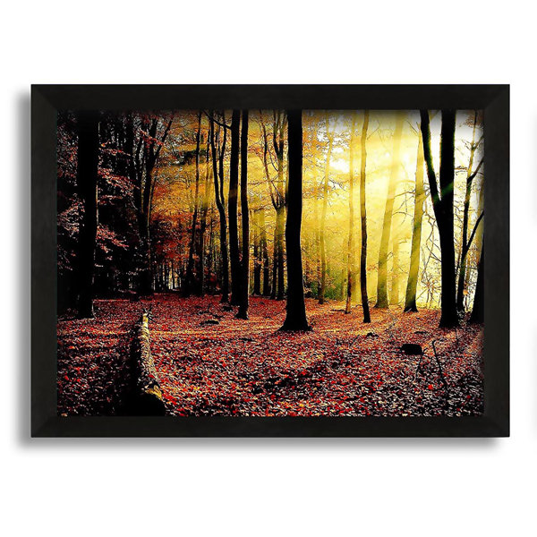 Union Rustic Sunlight Through the Trees in the Forest - Picture Frame ...
