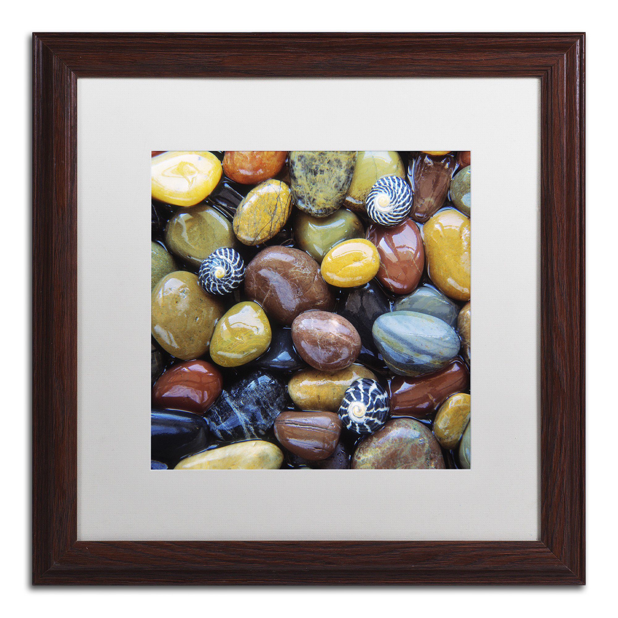 Ebern Designs Shells and Pebble by David Evans - Picture Frame ...