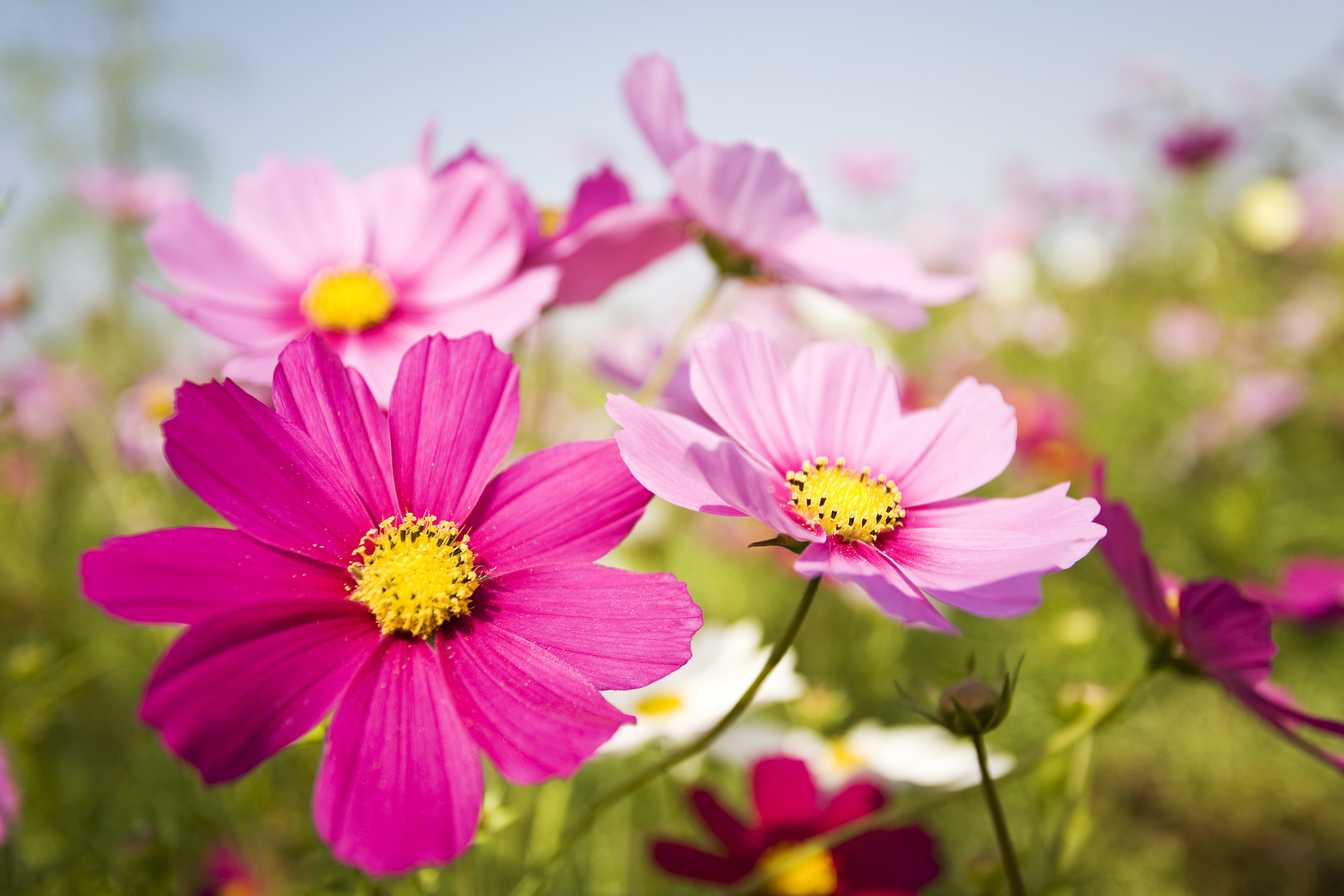 Latitude Run® Colorful Flowers by Ooyoo | Wayfair