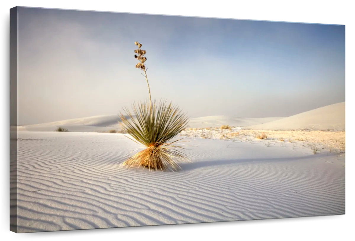 Millwood Pines Alvord White Sands Palmella Plant - Wayfair Canada