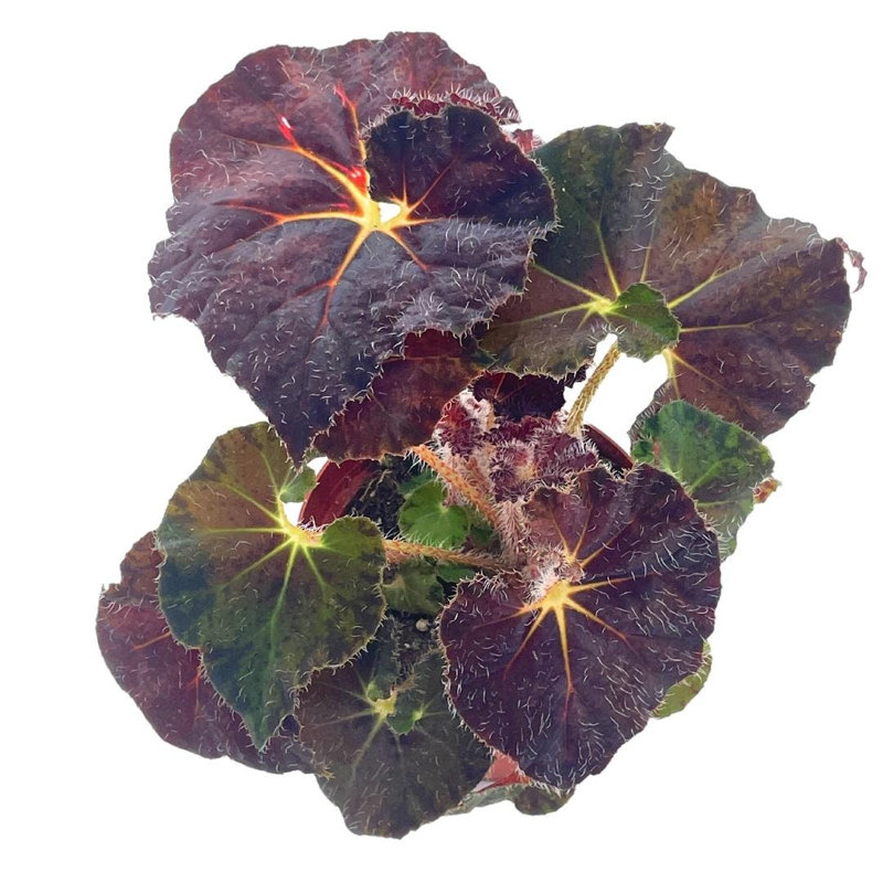 Florida House Plants Dark Purple Begonia Rex 4 Inch | Wayfair