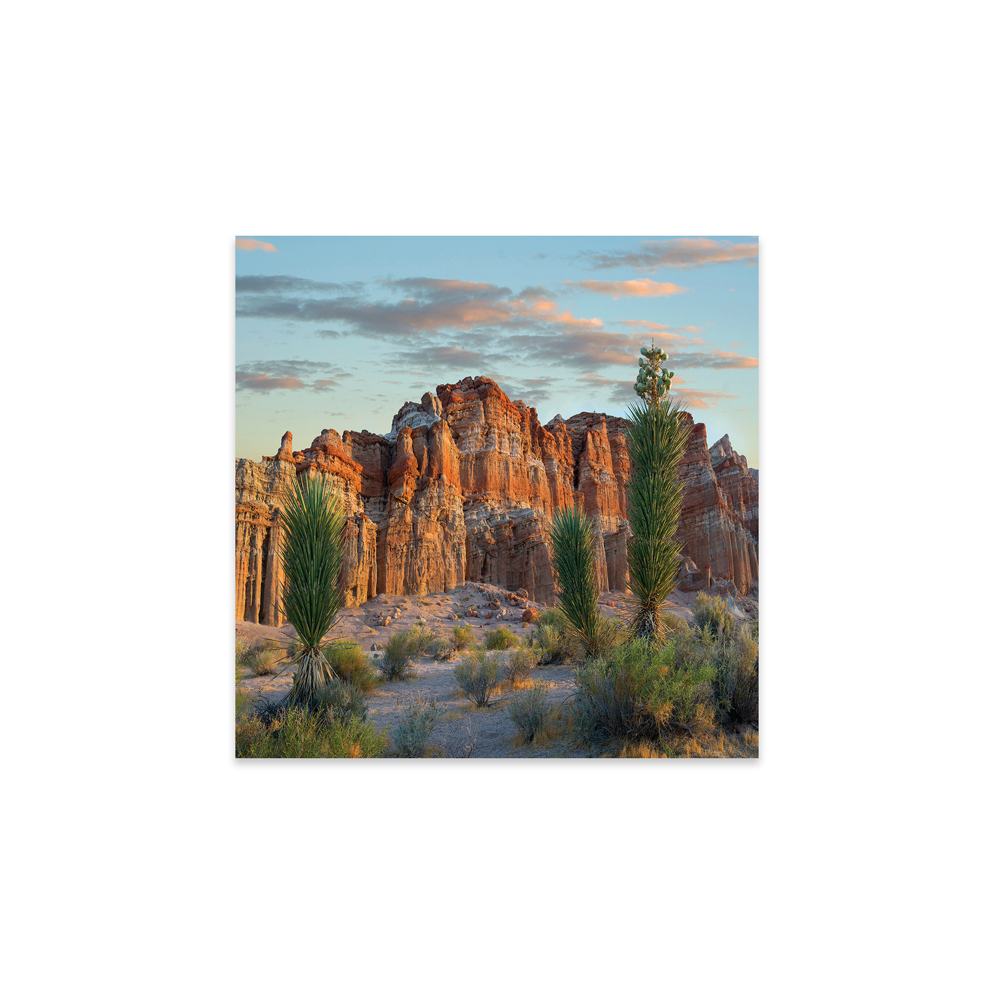 Union Rustic Joshua Tree Saplings And Cliffs, Red Rock Canyon National ...
