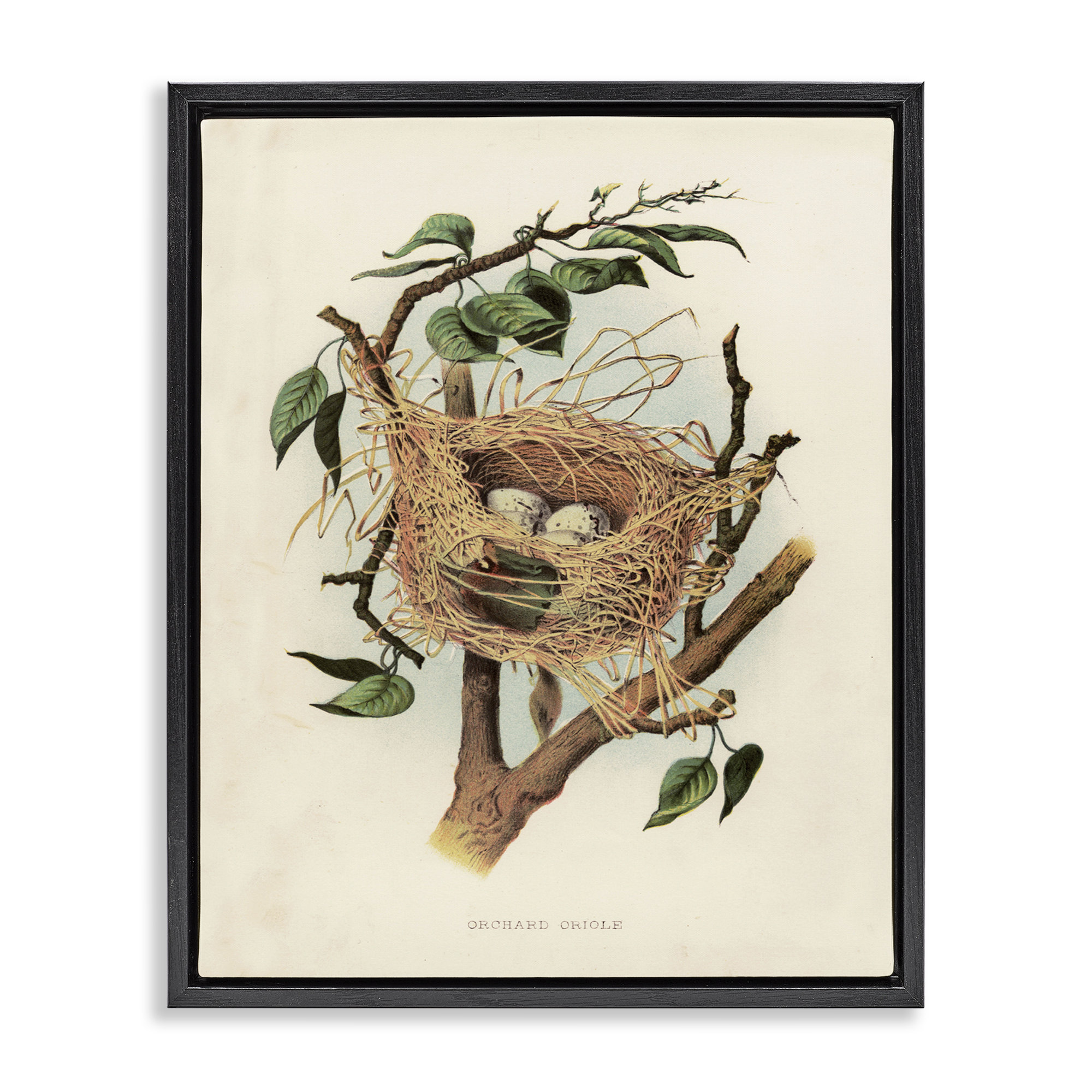 Latitude Run® Eggs in Birdnest Study Canvas Wall Art by Tina Higgins ...