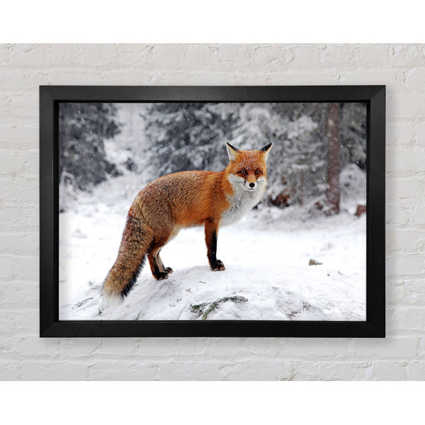 Bright Star Snow Fox - Single Picture Frame Print | Wayfair.co.uk
