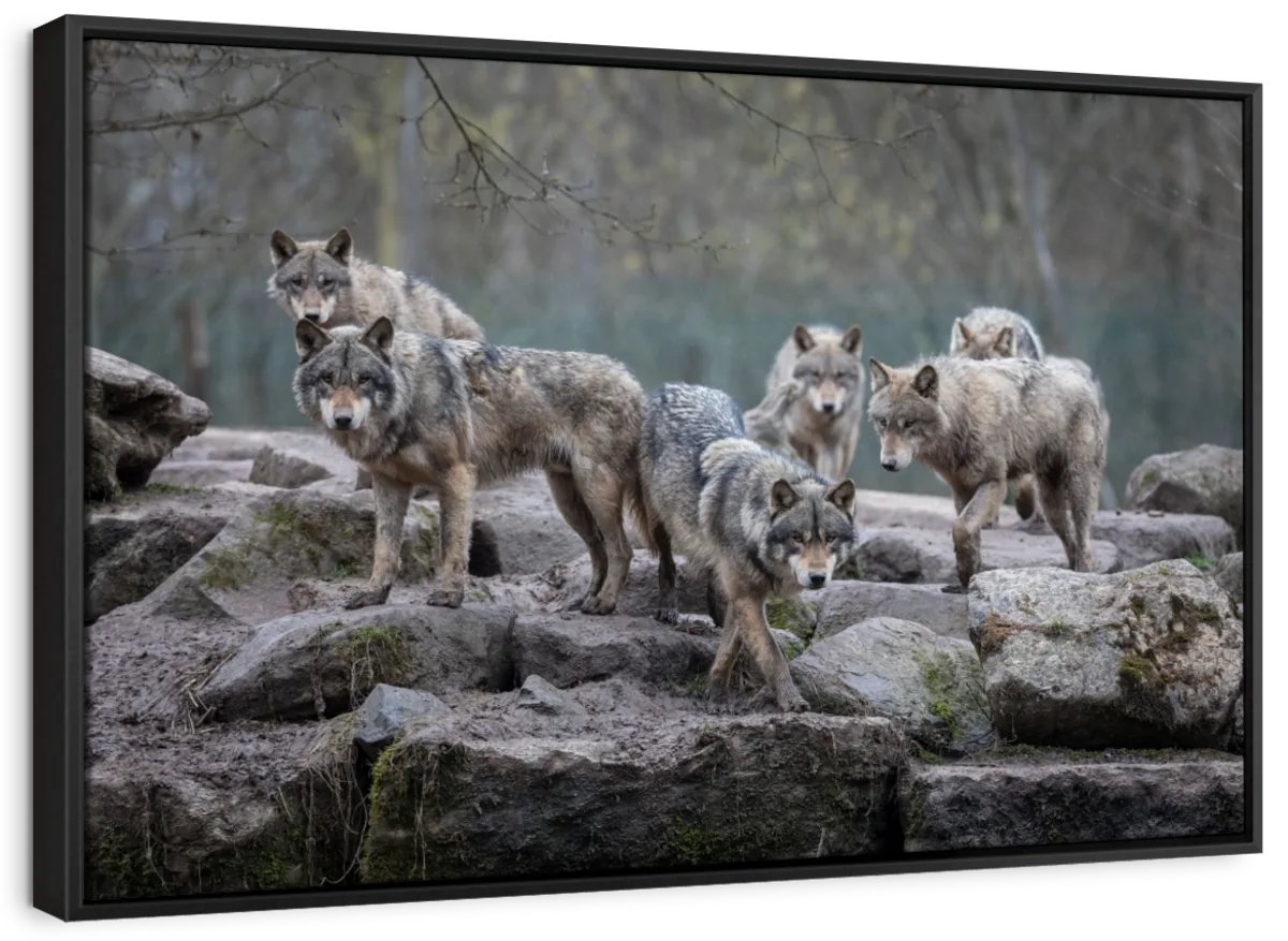 Brayden Studio Grey Wolves Wall Art - Wayfair Canada