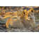 Latitude Run Lions Relaxing At Sunset by Dennis Stogsdill - Wrapped ...