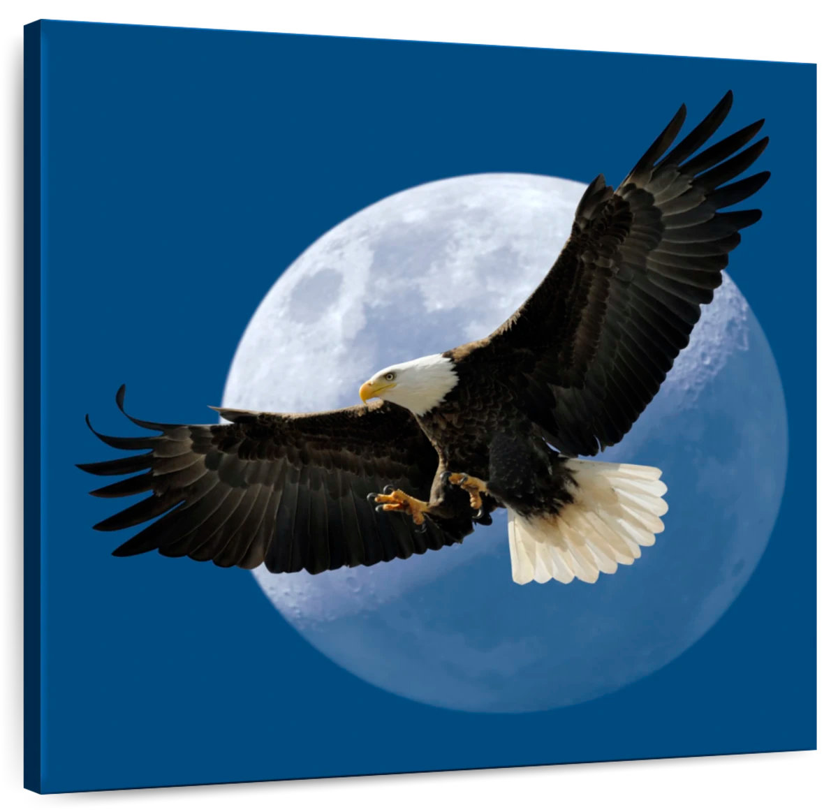Elephant Stock Midnight Bald Eagle | Wayfair